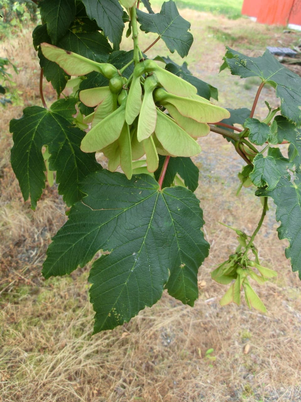 Platanlønn - Planteportalen