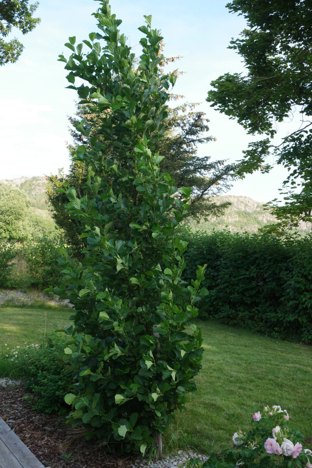 Svartor - Planteportalen