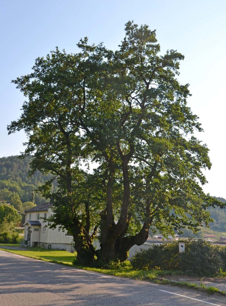 Raigras - Planteportalen
