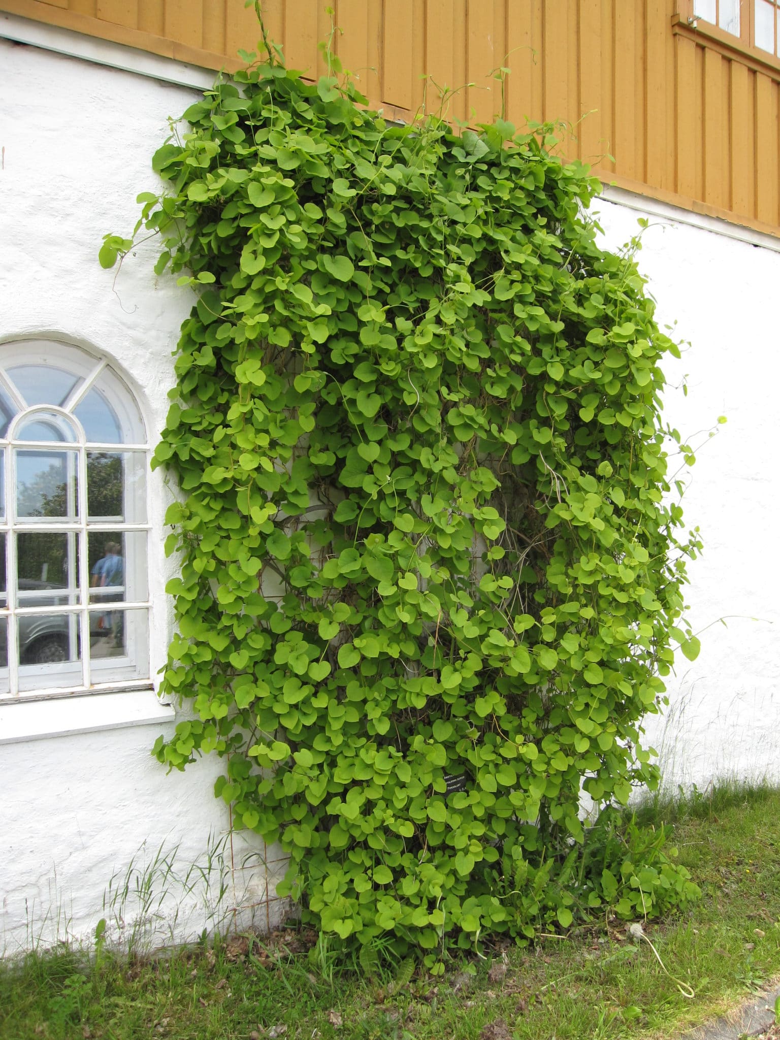 Stor Pipeurt Planteportalen