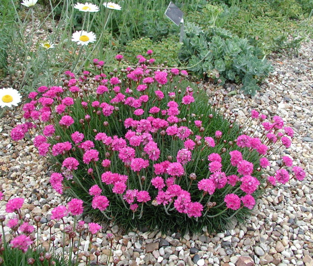 Fjærekoll (Strandnellik) ‘Düsseldorfer Stolz’ - Planteportalen