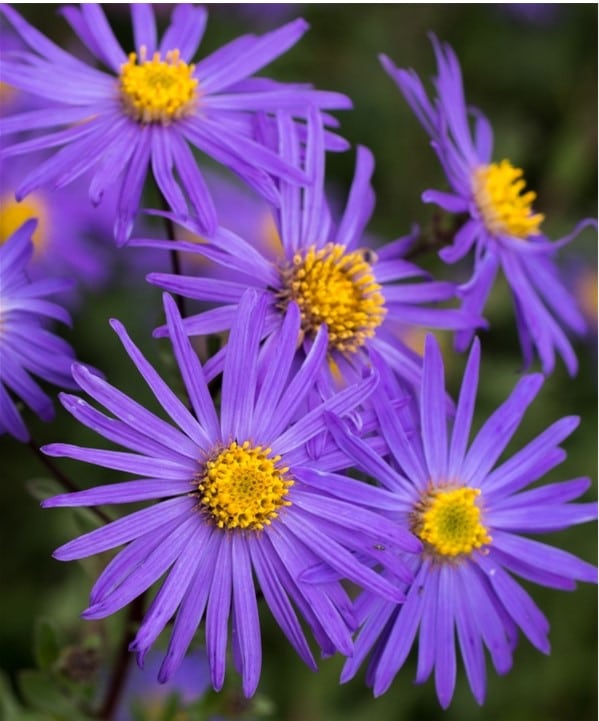 Bergasters ‘King George’ - Planteportalen