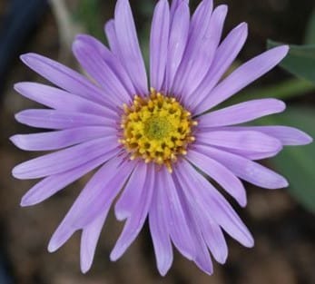 Bergasters ‘Lady Hindlip’ - Planteportalen