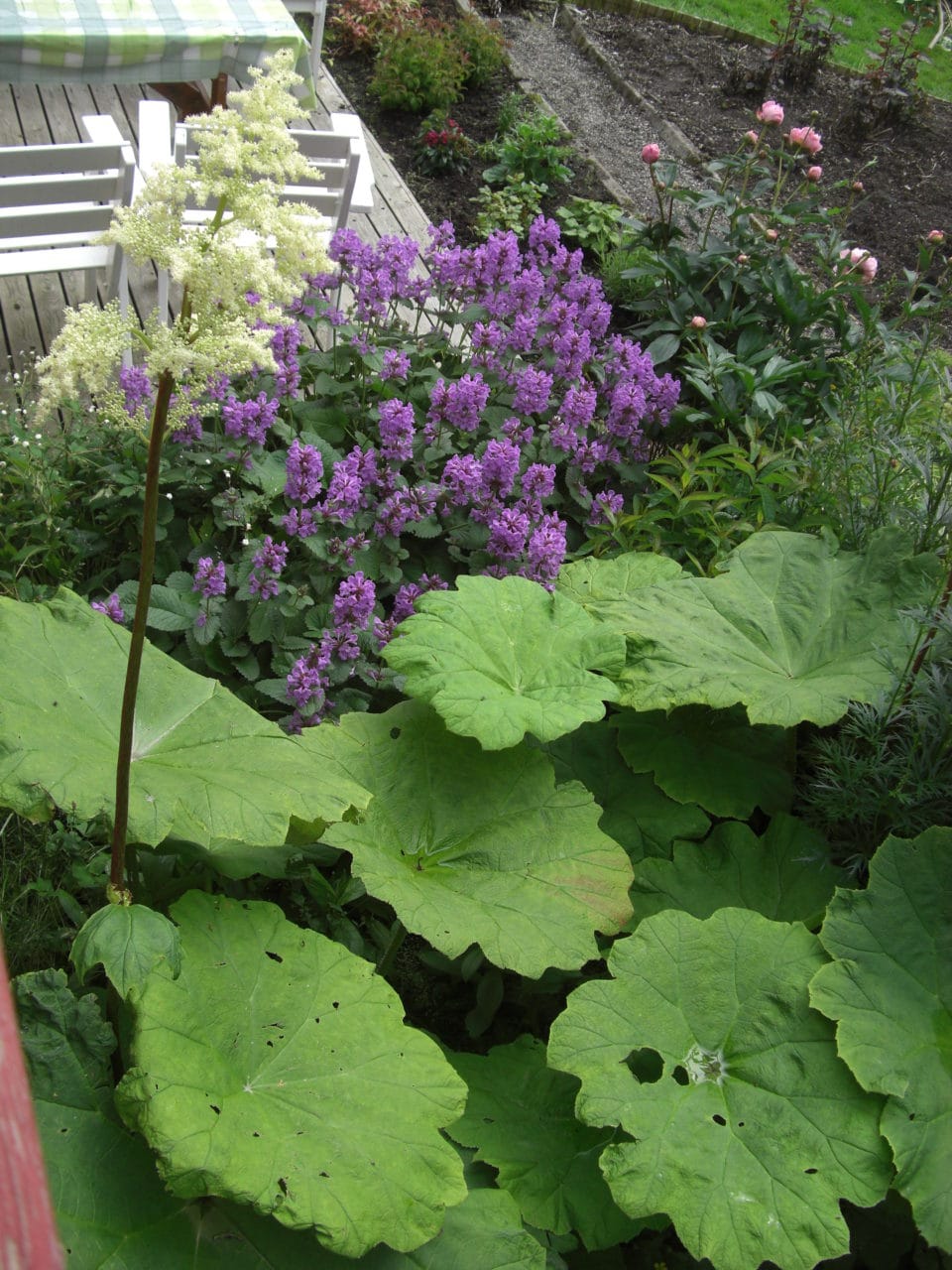 Parasollblad - Planteportalen