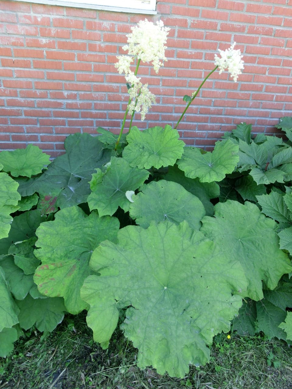 Parasollblad - Planteportalen