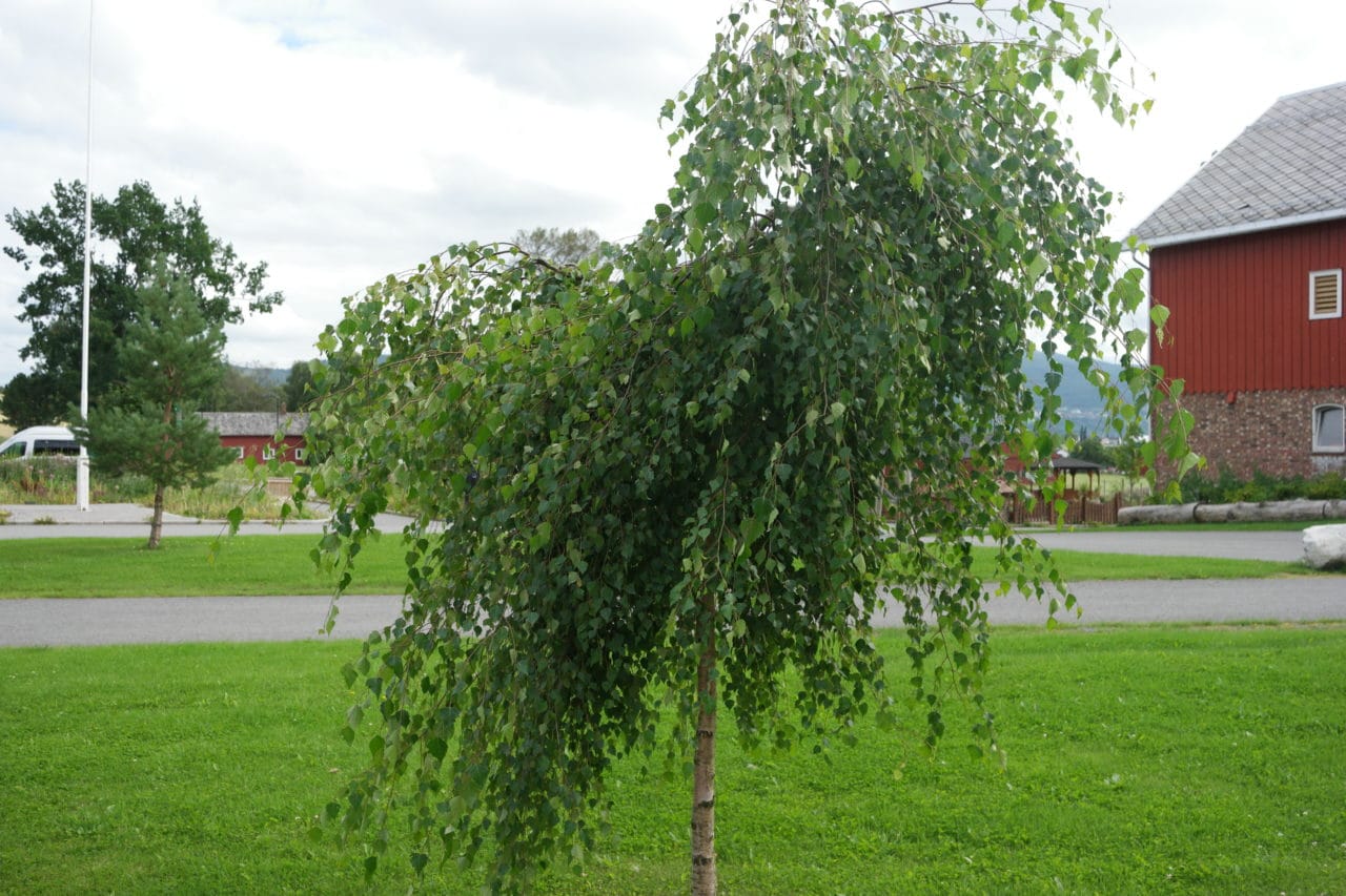 Arkiv for Løvtrær - Planteportalen
