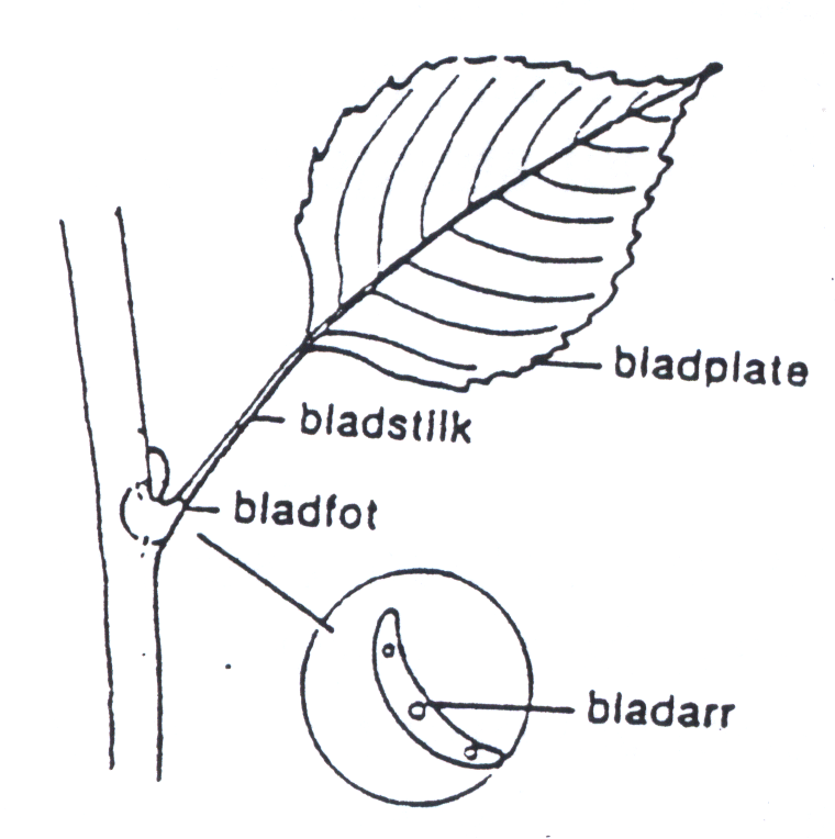 Plantenes blader - Planteportalen