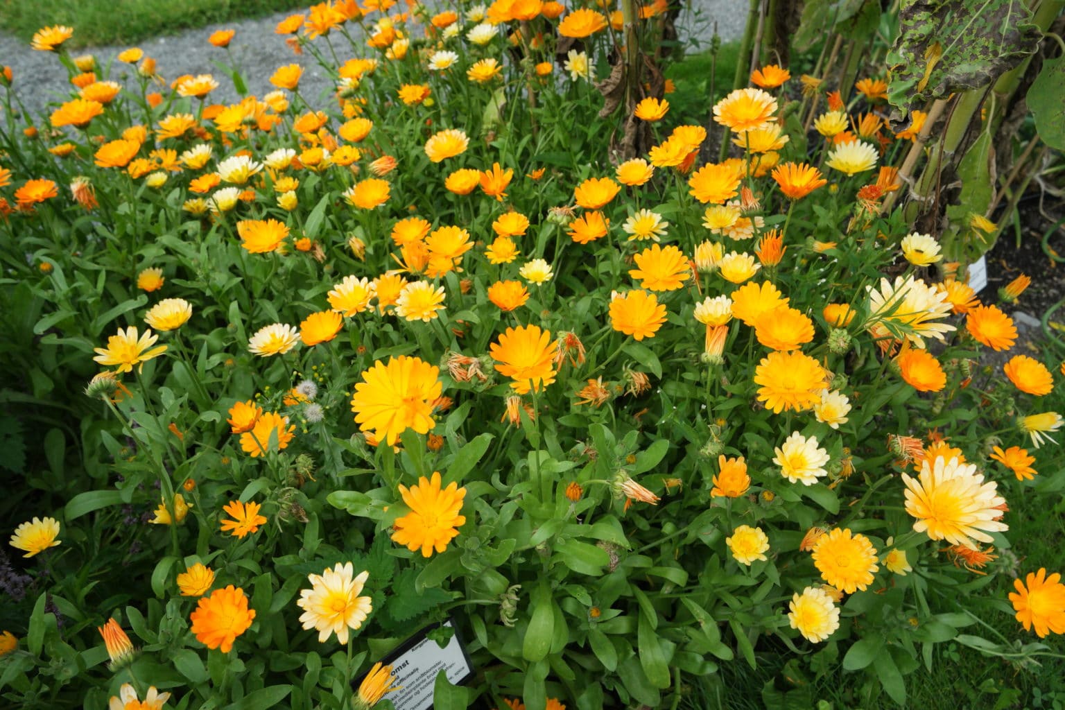 Ringblom - Planteportalen