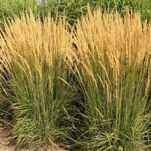 Rørkvein ‘Karl Foerster’ - Planteportalen