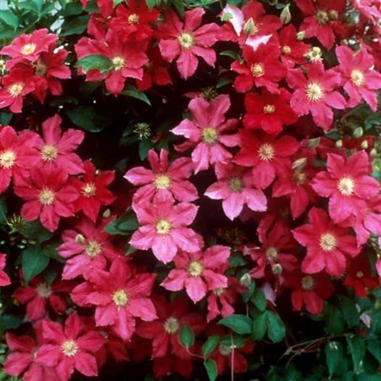 Klematis ‘Ernest Markham’ - Planteportalen