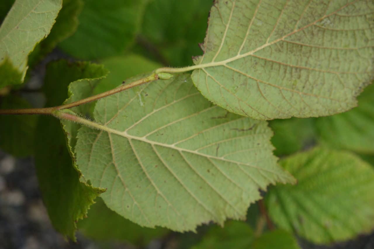 Hassel - Planteportalen