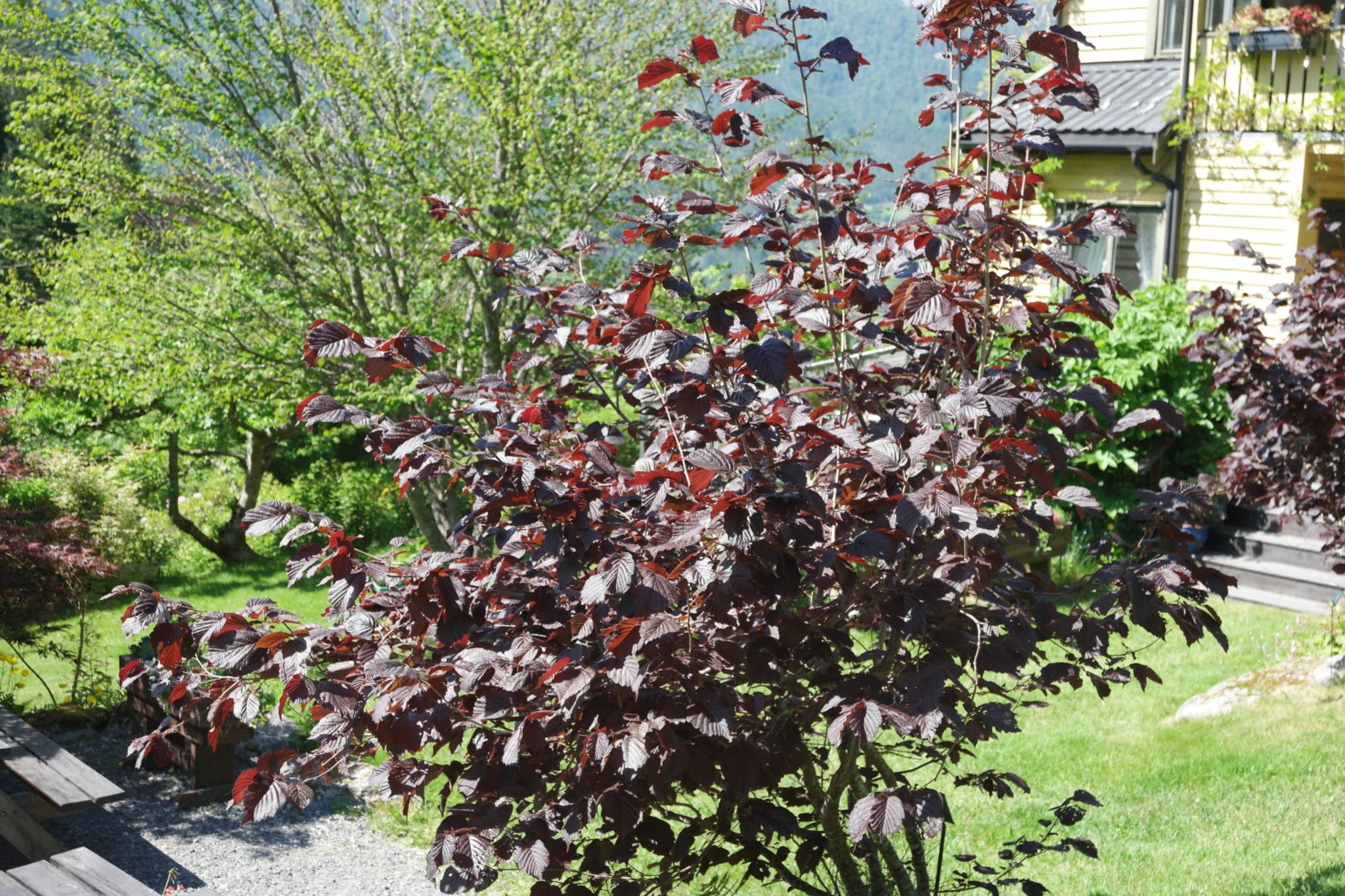Storhassel 'Purpurea' - Planteportalen