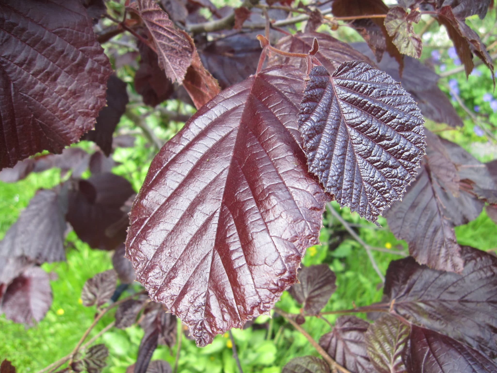 Storhassel 'Purpurea' - Planteportalen