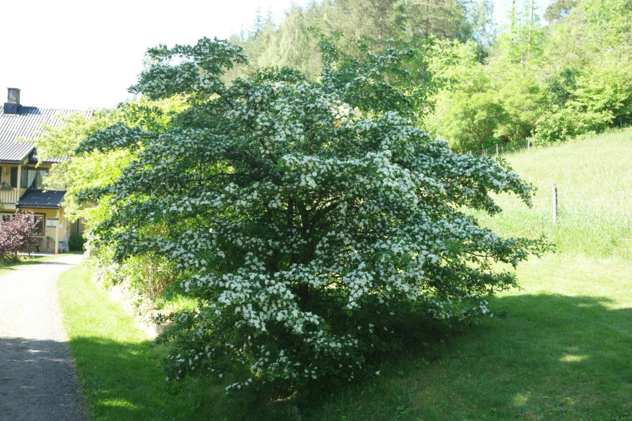 Hagtorn - Planteportalen