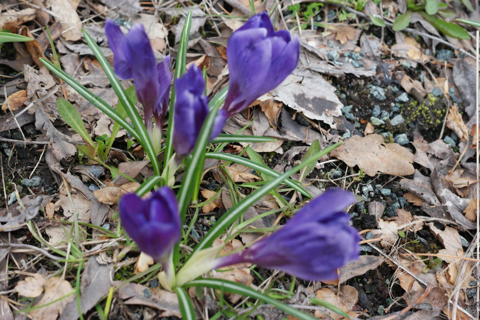 Vårkrokus - Planteportalen