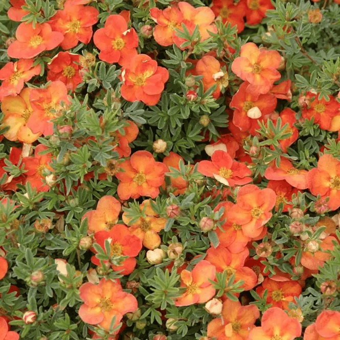 Buskmure 'Red Robin' - Planteportalen