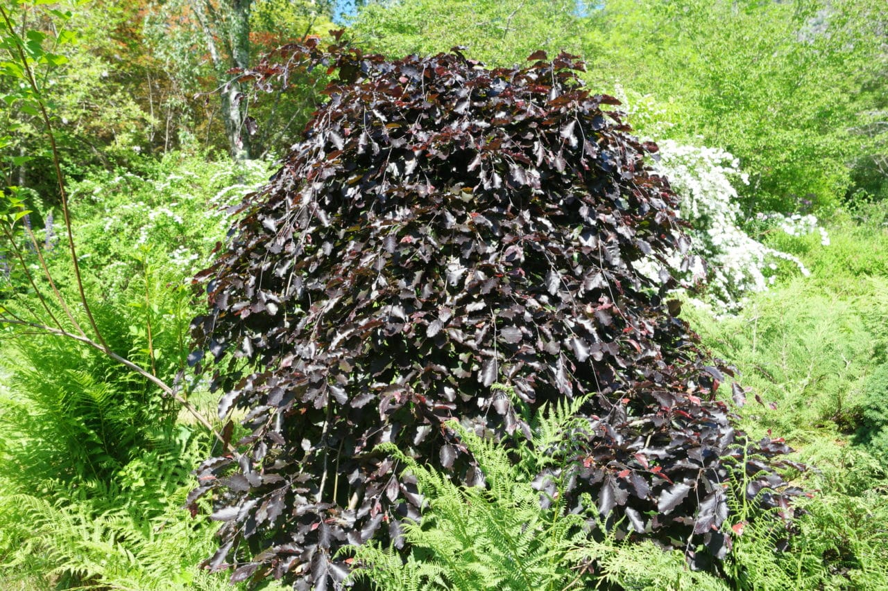 Arkiv for Løvtrær - Planteportalen