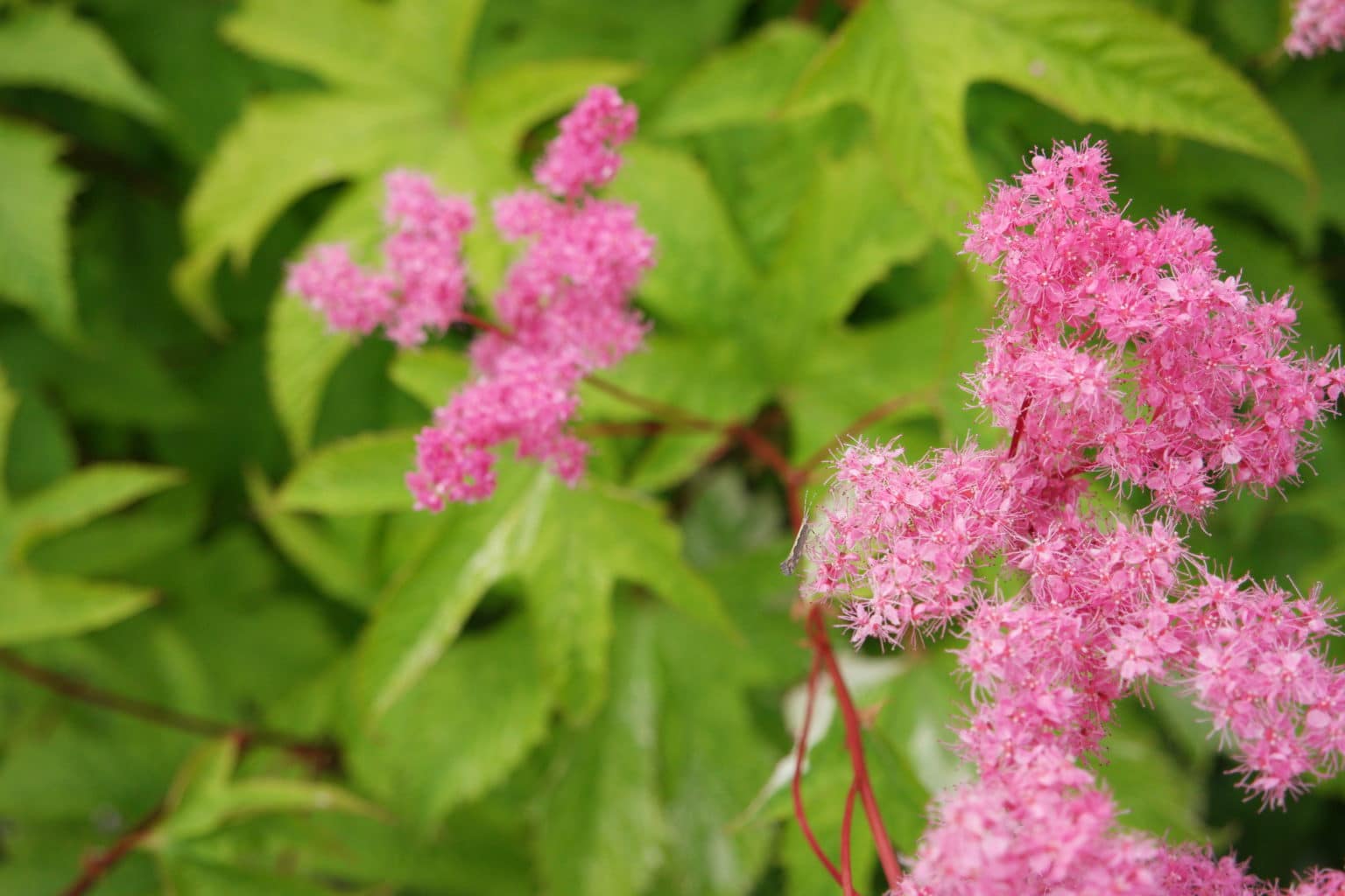 Purpurmjødurt - Planteportalen