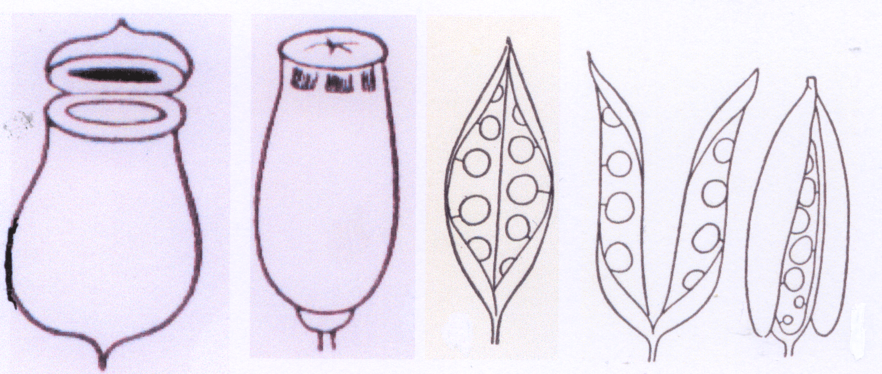 Plantenes blomster og frukter - Planteportalen