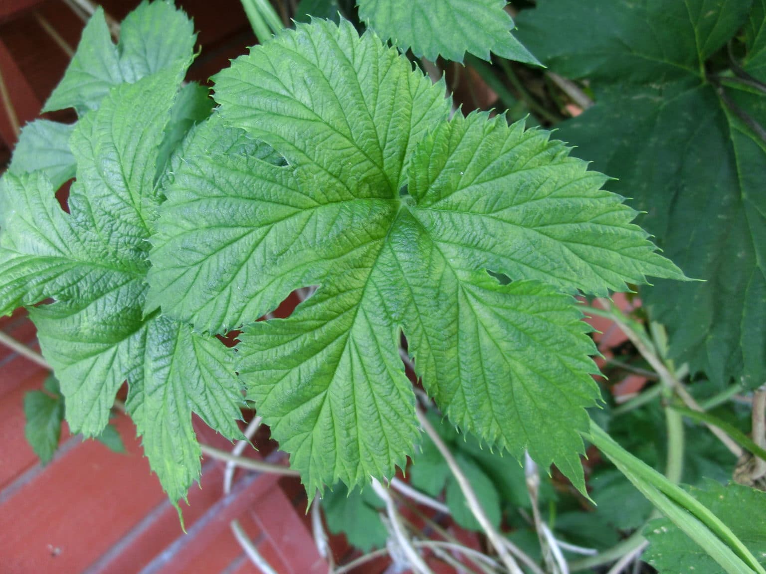 Humle - Planteportalen