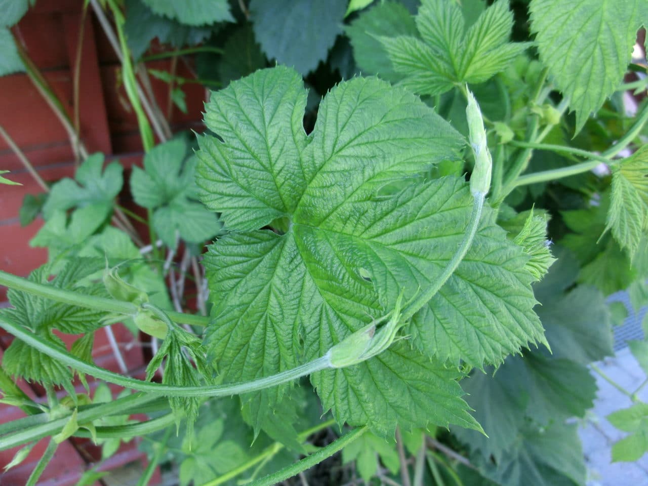 Humle - Planteportalen