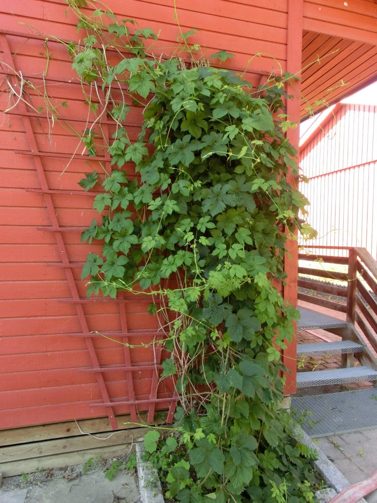 Humle - Planteportalen