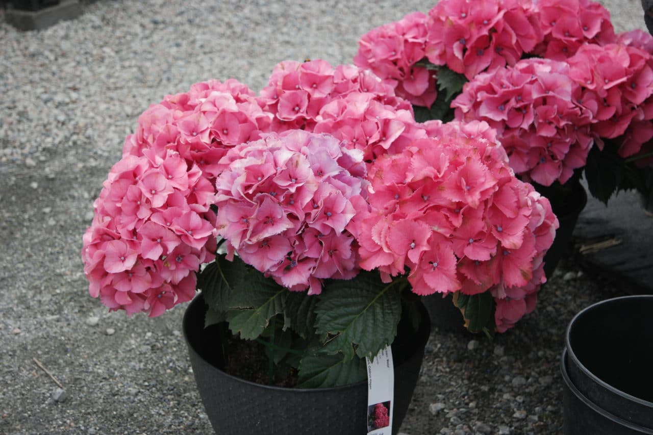 Misteltein - Planteportalen