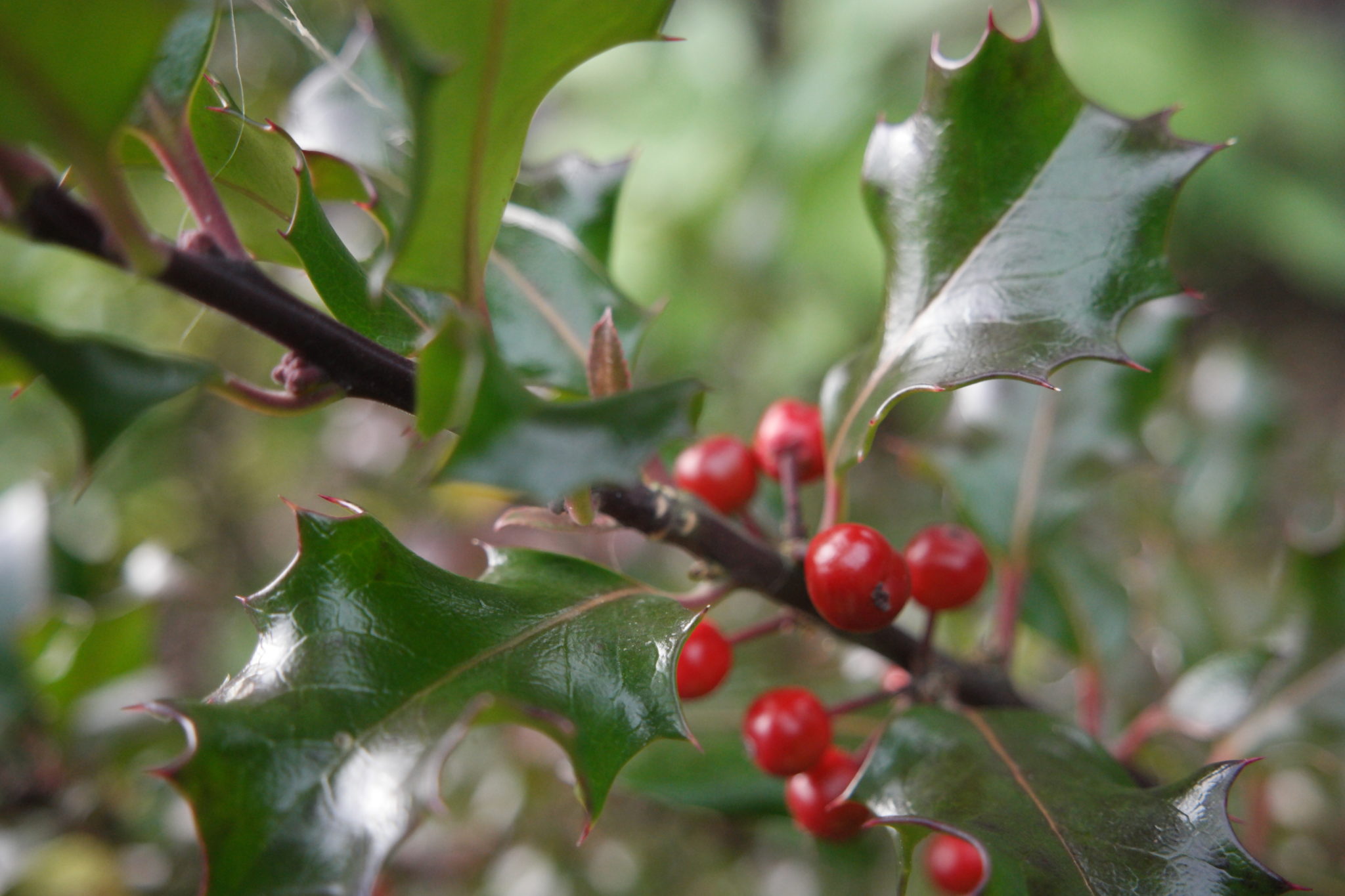 Hybridkristtorn 'Blue Angel' - Planteportalen