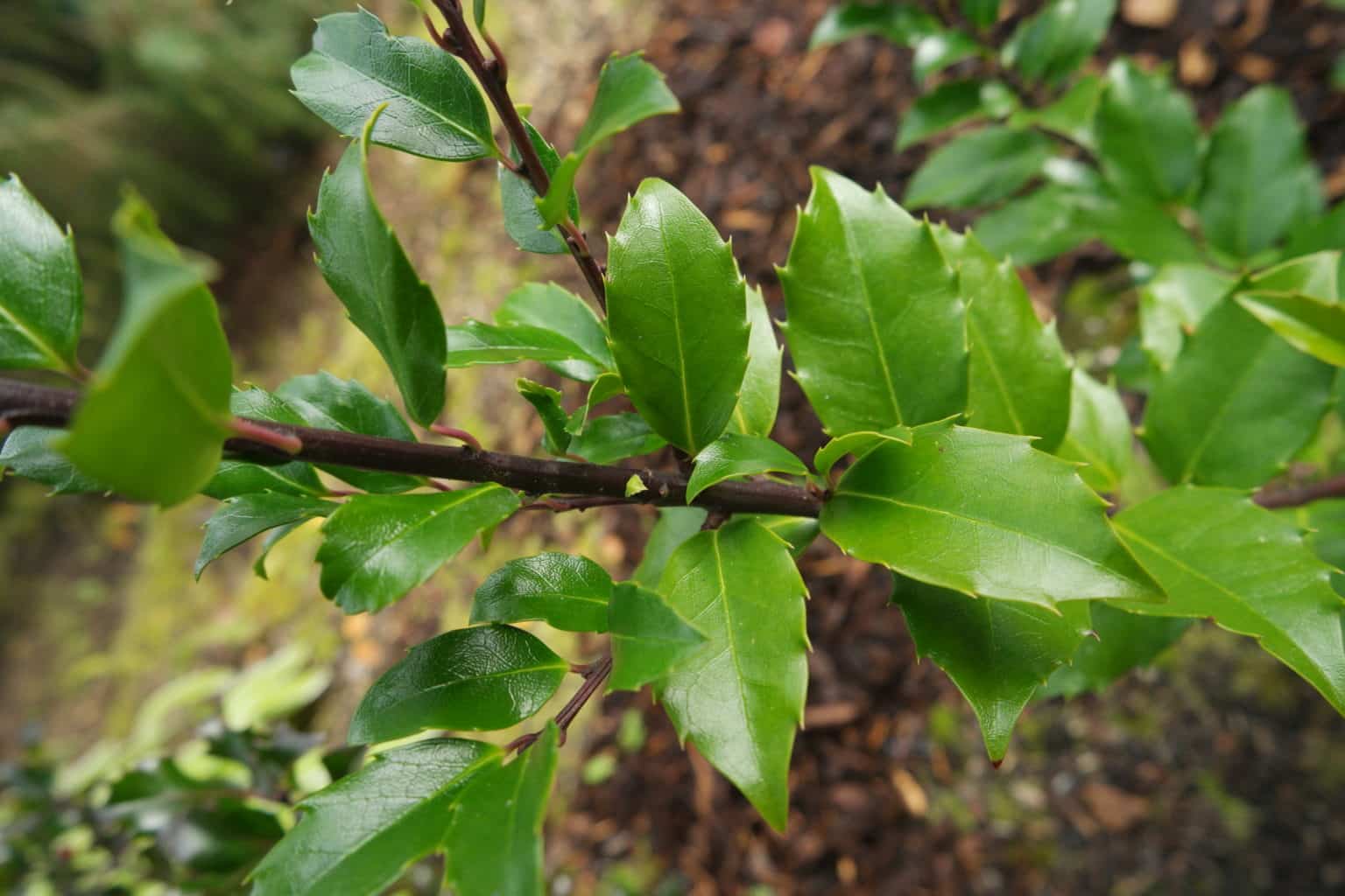 Hybridkristtorn 'Blue Angel' - Planteportalen