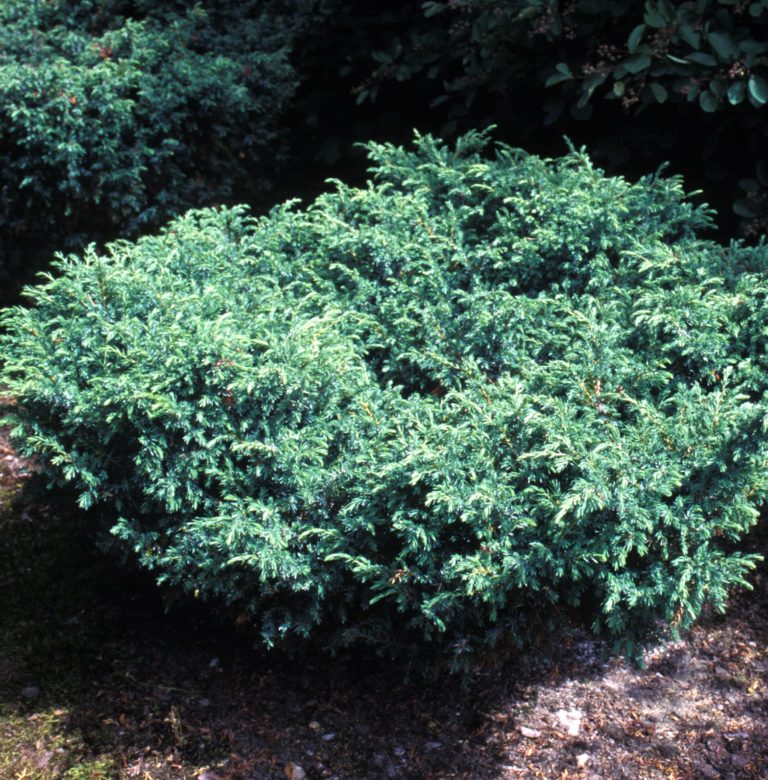 Einer - Planteportalen