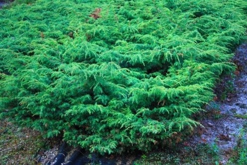 Einer Nona®'Hustad' E - Planteportalen