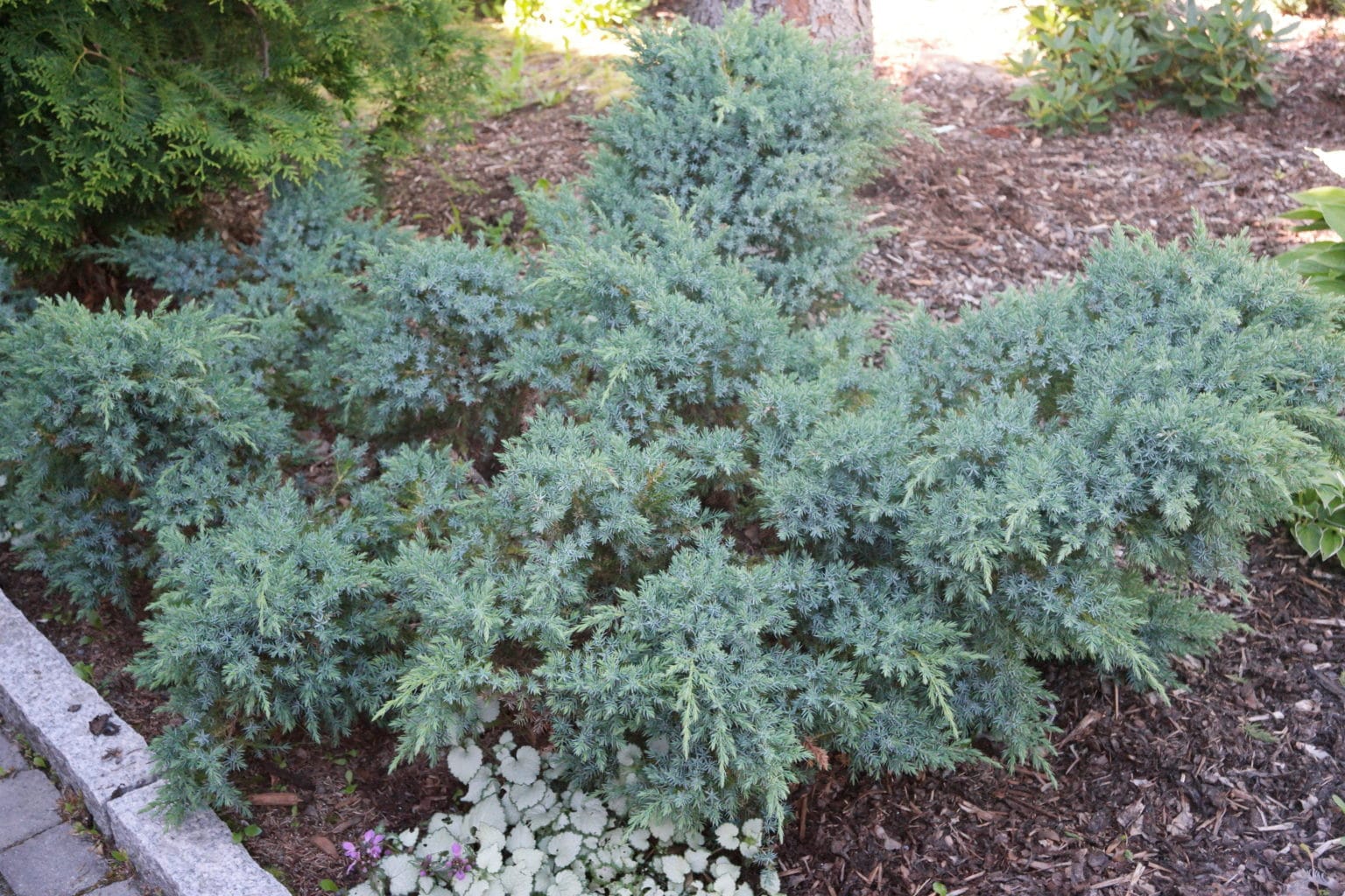 Himalyaeiner ‘Blue Swede’ - Planteportalen