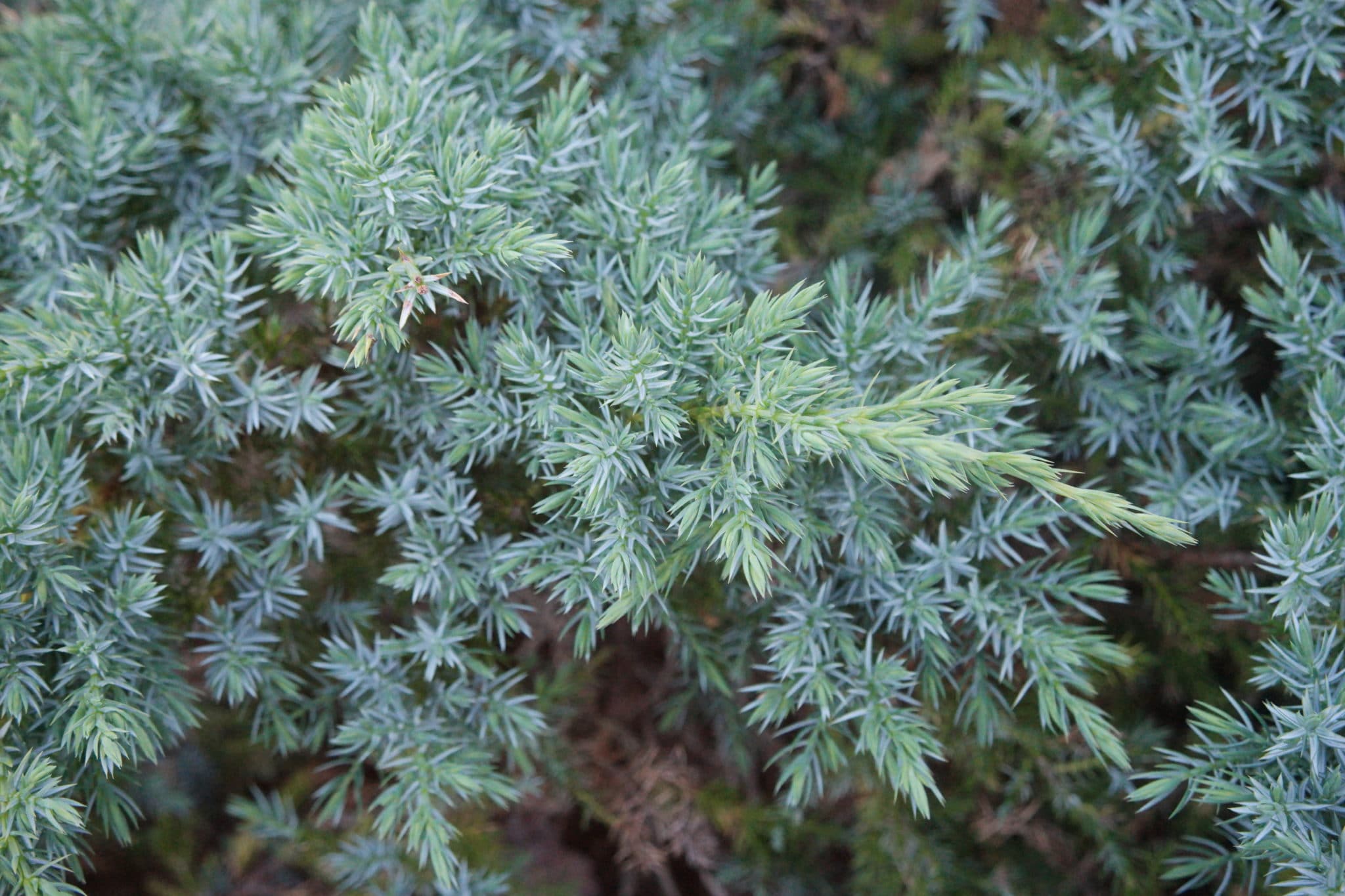 Himalyaeiner ‘Blue Swede’ - Planteportalen