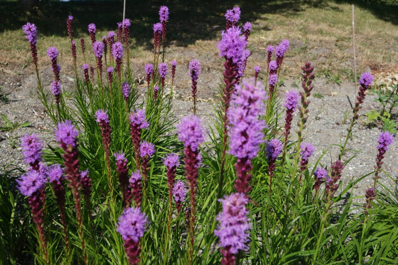 Arkiv for Stauder - Planteportalen