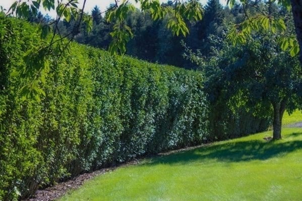 Liguster ‘Øyvill’ ® E (‘Epløyv’) - Planteportalen