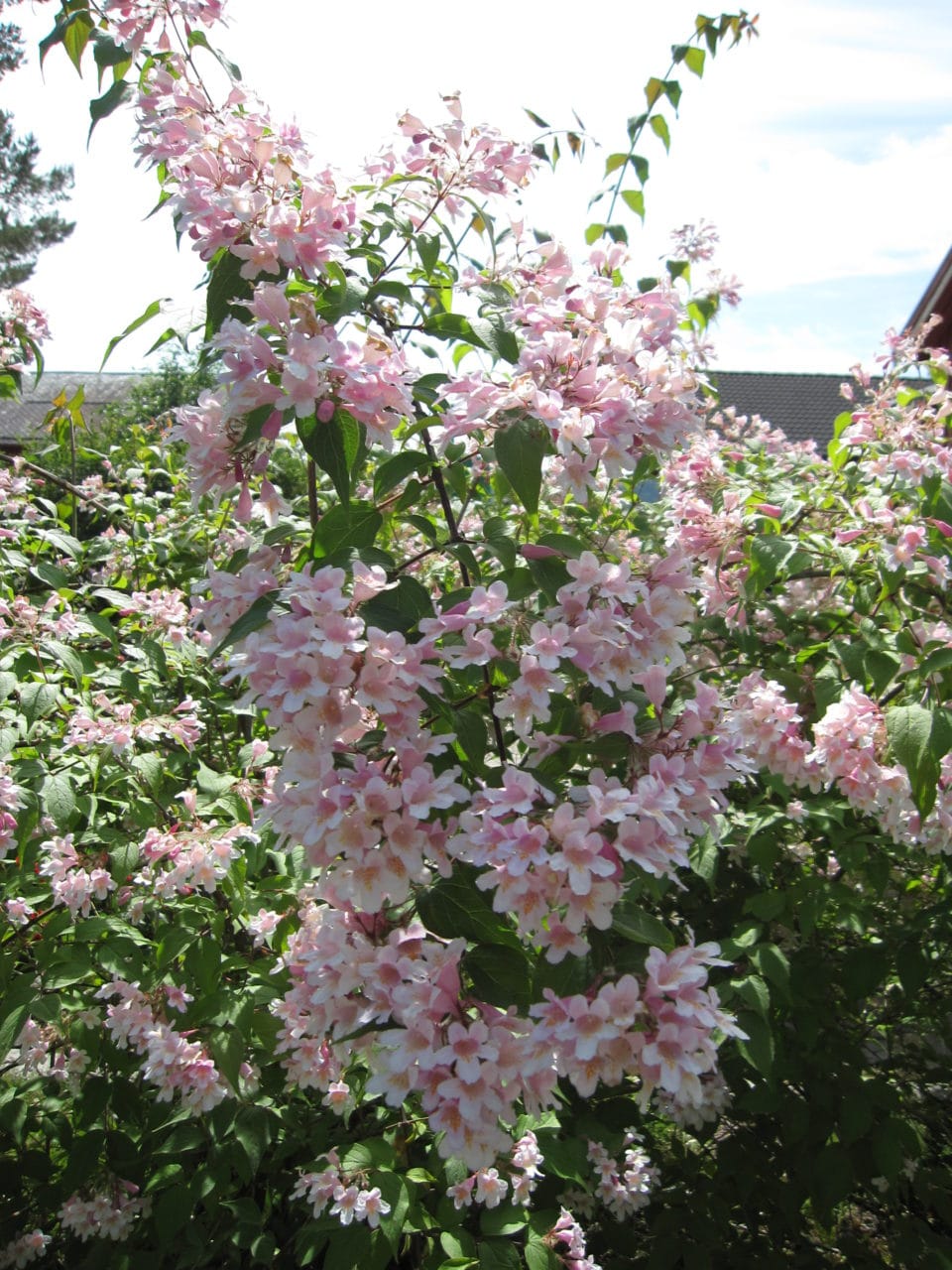 Prydbusker - Planteportalen