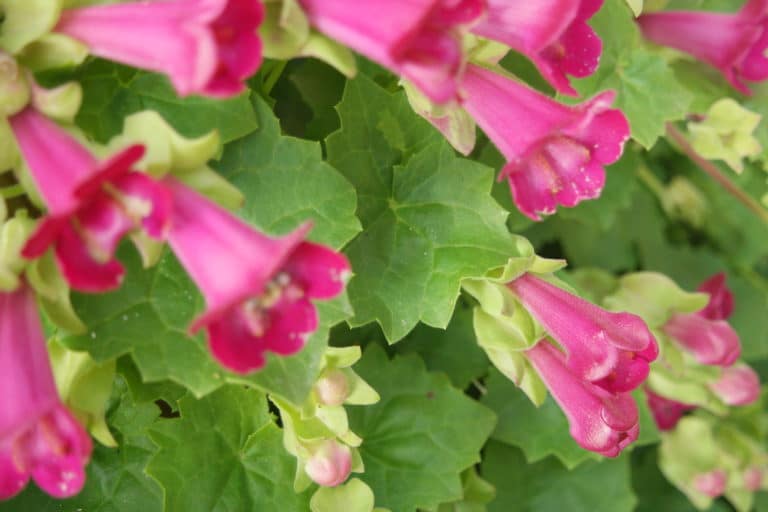 Lofos - Planteportalen