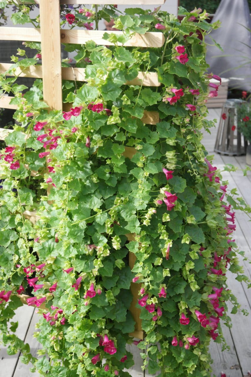 Lofos - Planteportalen