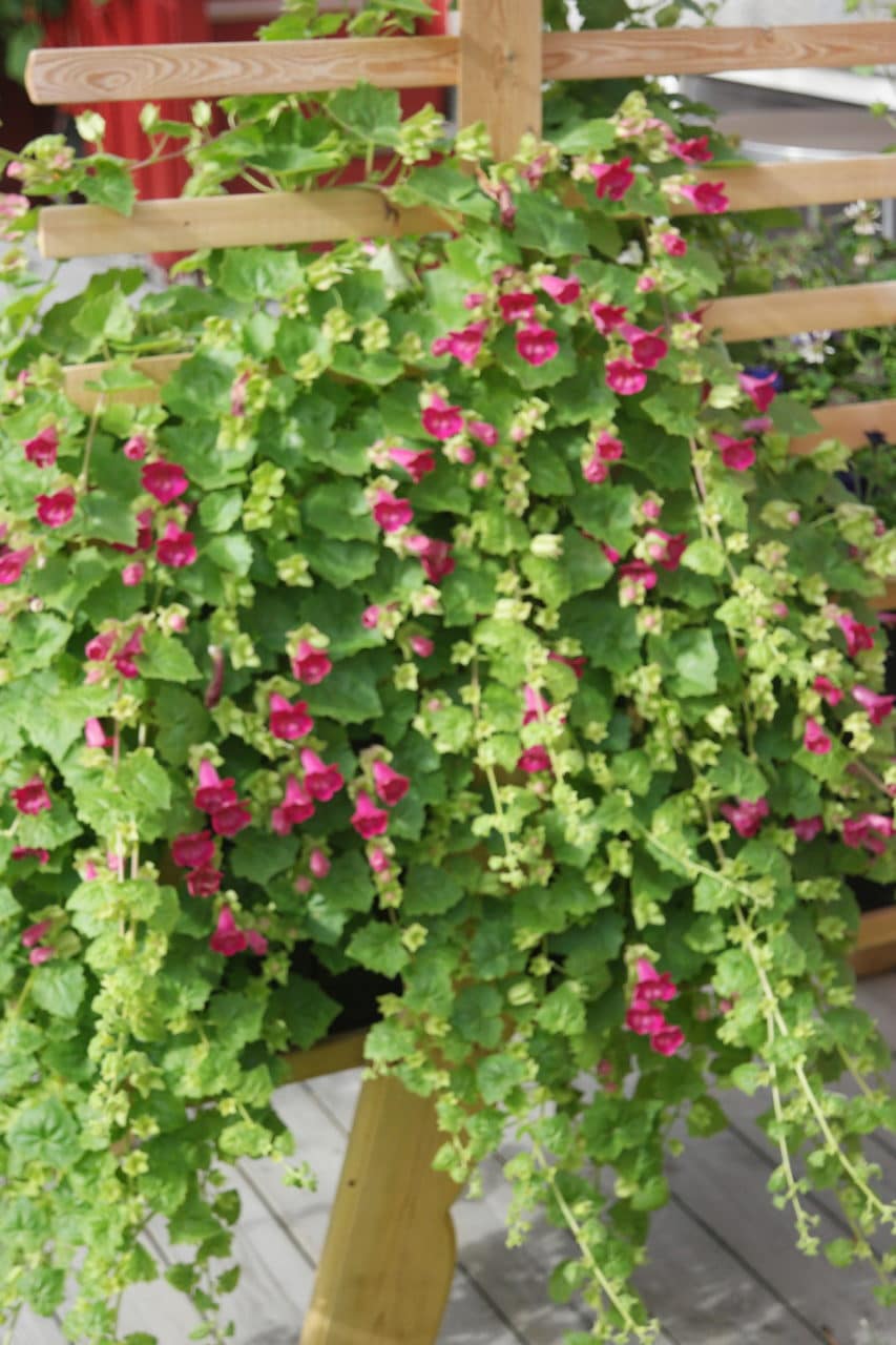 Lofos - Planteportalen