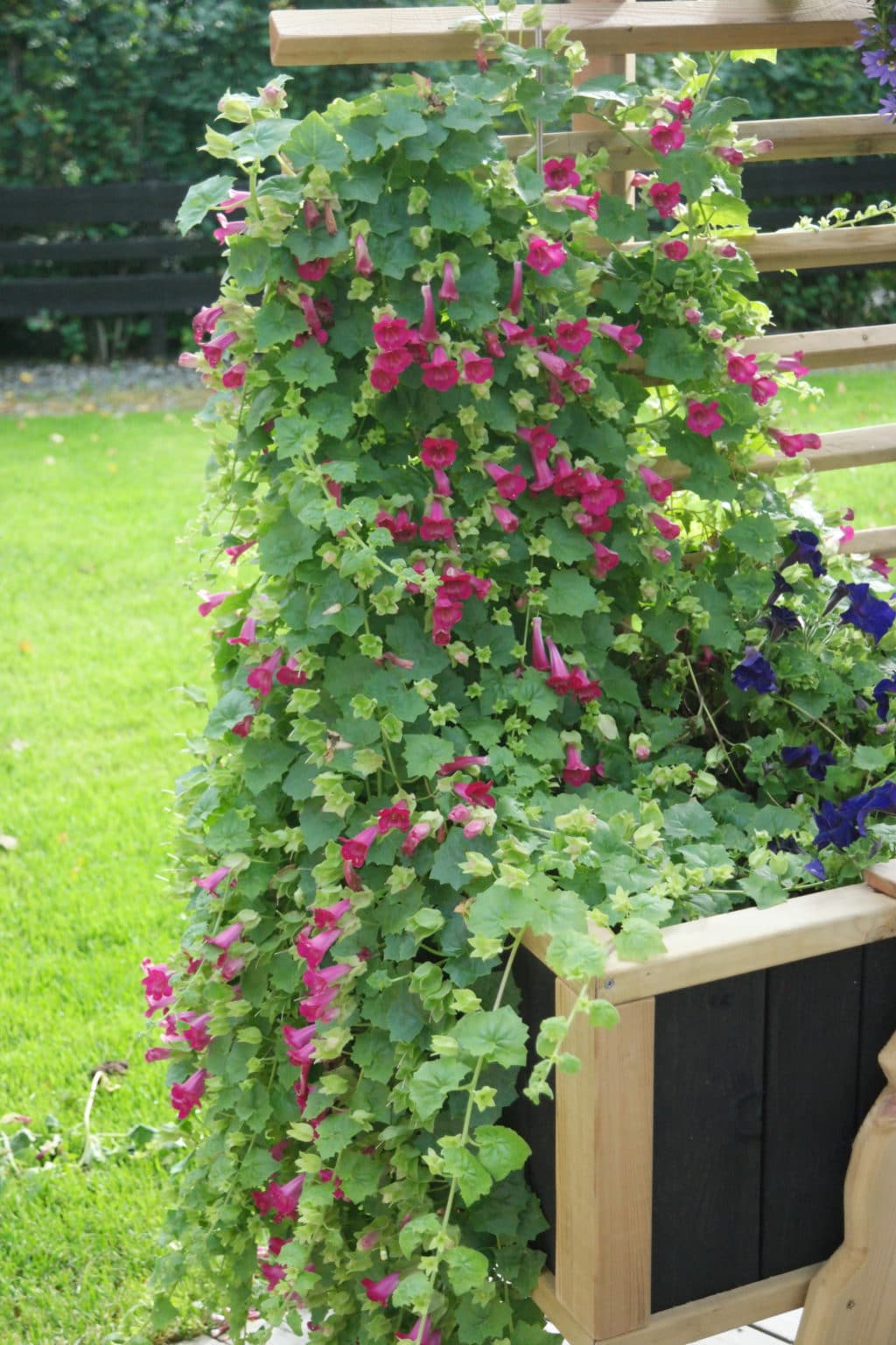 Lofos - Planteportalen