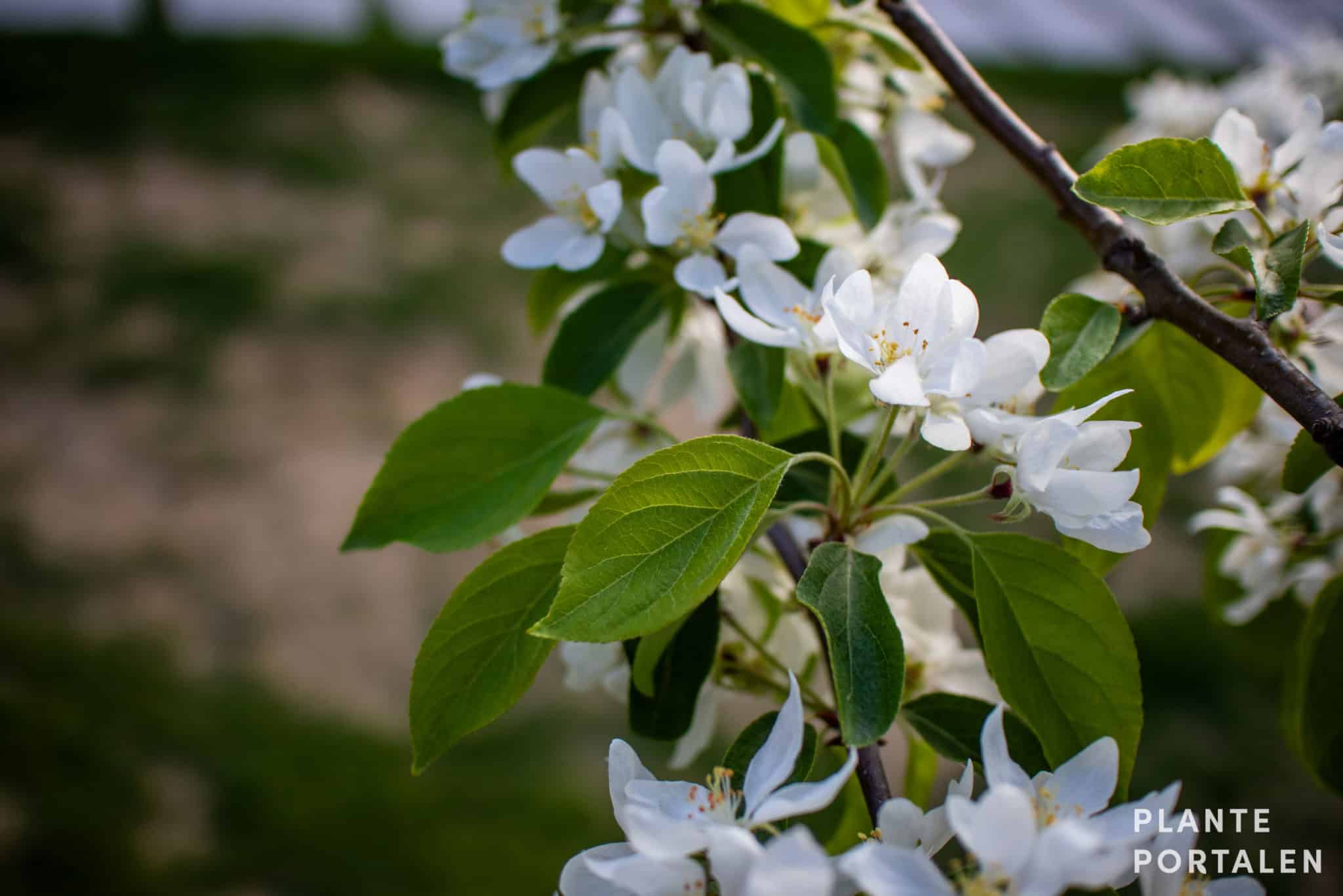 Prydeple ‘Dolgo’ E - Planteportalen