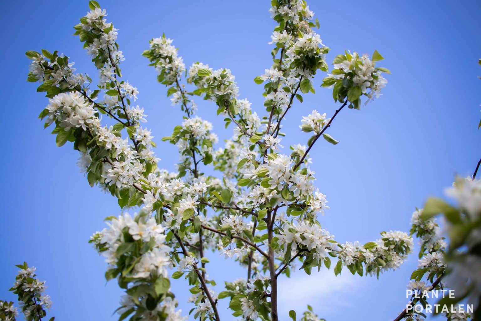 Prydeple ‘Dolgo’ E - Planteportalen