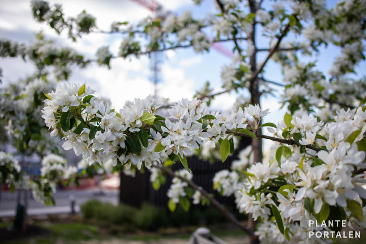 Prydeple ‘Dolgo’ E - Planteportalen