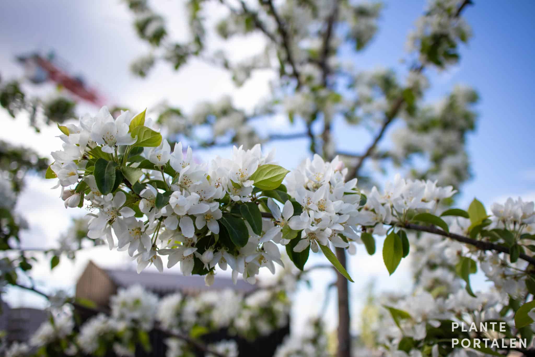 Prydeple ‘Dolgo’ E - Planteportalen