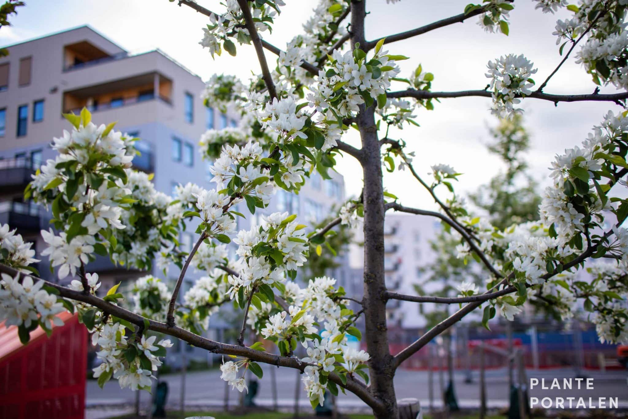 Prydeple ‘Dolgo’ E - Planteportalen