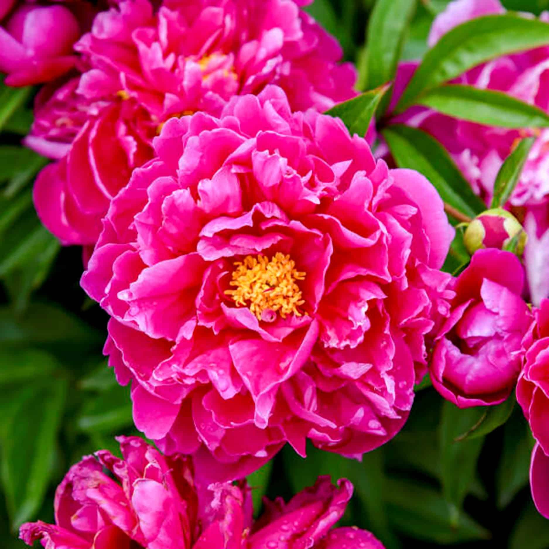 Silkepion Karl Rosenfield Planteportalen