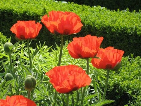 Orientvalmue ‘Beauty of Livermere’ - Planteportalen