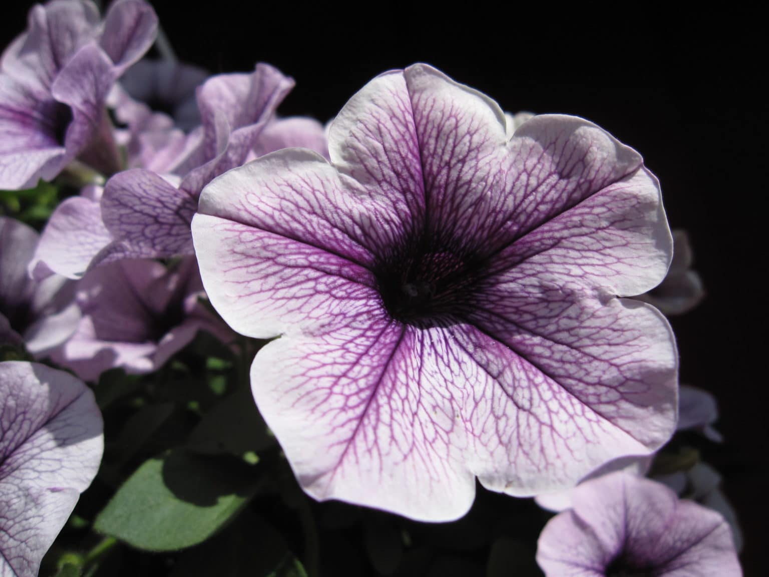 Hengepetunia (Superpetunia) - Planteportalen