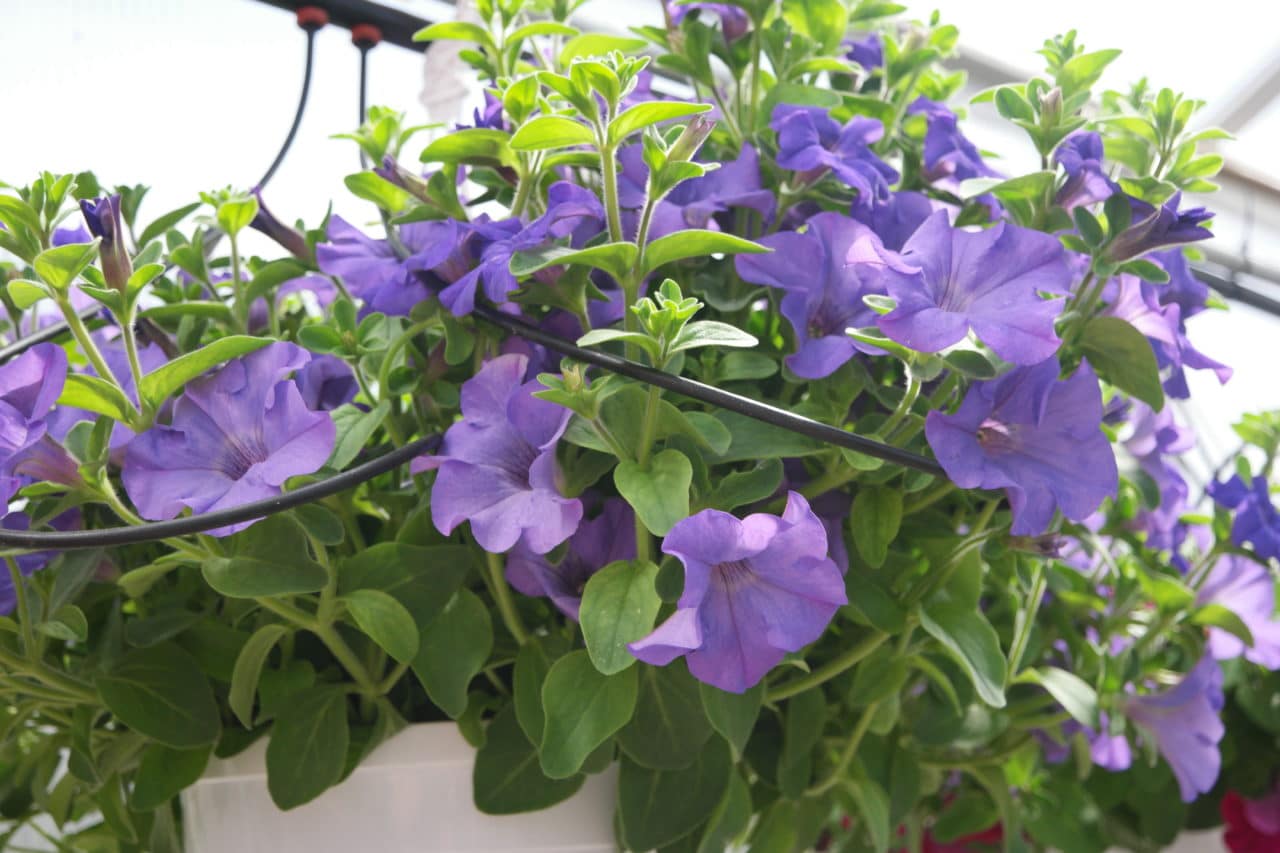 Hengepetunia (Superpetunia) - Planteportalen