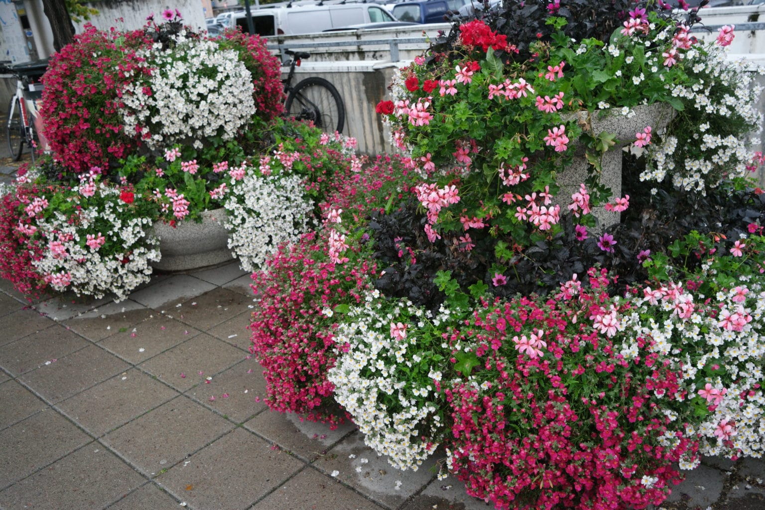 Hengepetunia (Superpetunia) - Planteportalen